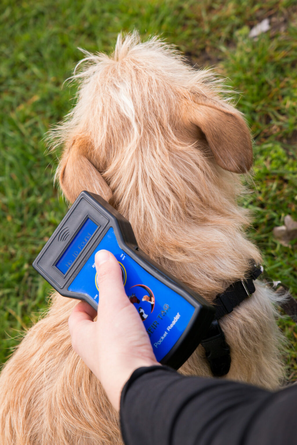 3 Reasons to Check Your Microchip | National Check the Chip Day - BC ...
