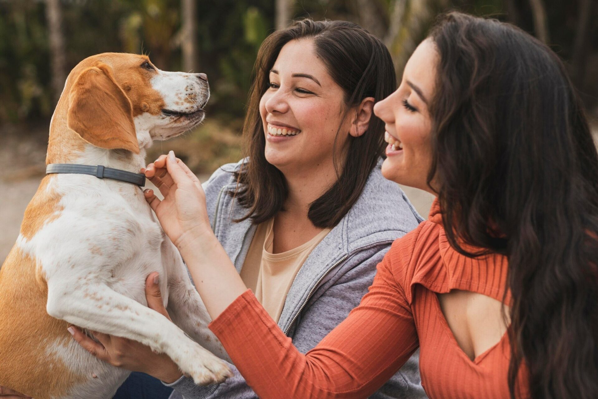 Ensuring Your Pet's Safety: The Essential Guide to Updating Microchip ...