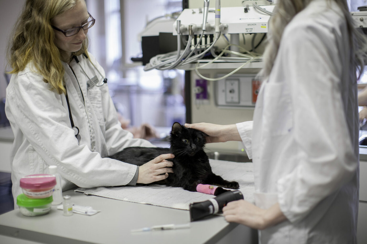 BC Pet Registry Partners with Douglas College to Enhance Pet Safety and Veterinary Education ...