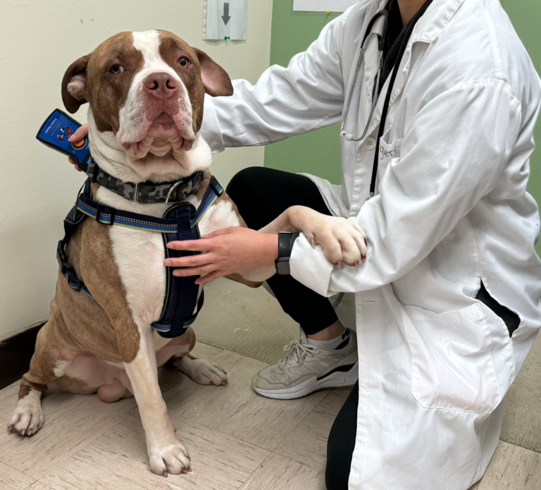 Understanding Pet Microchipping: Myths and Facts - BC Pet Registry