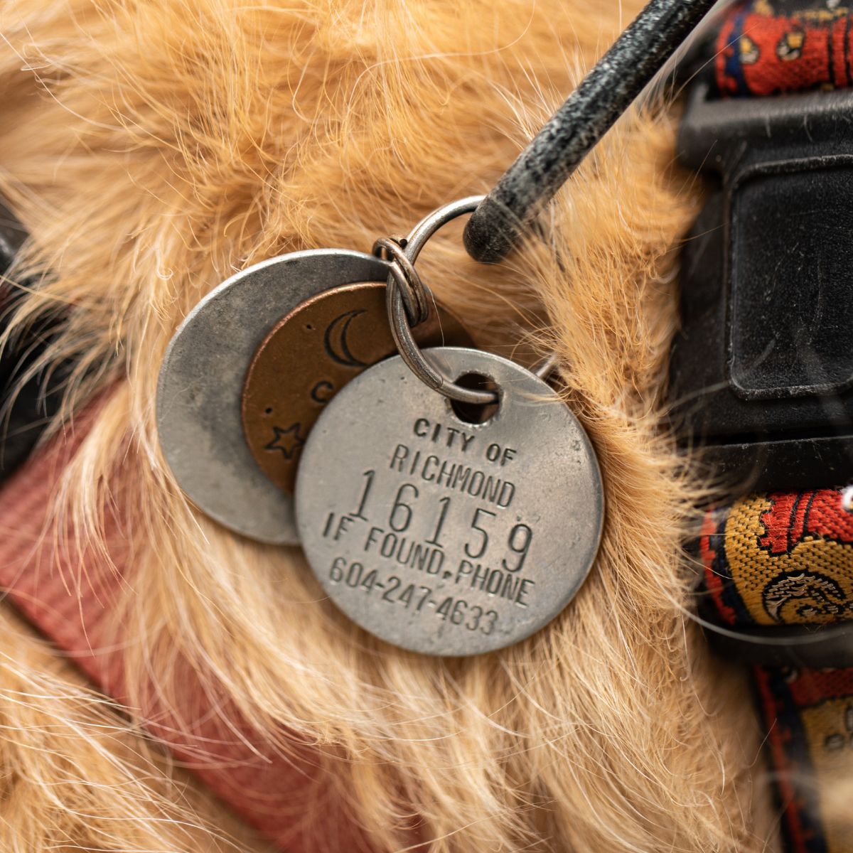 Understanding Municipal Dog Licences in BC - BC Pet Registry