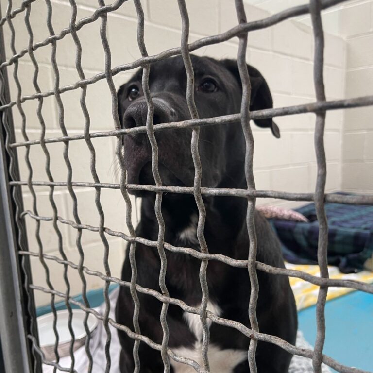 Understanding Municipal Dog Licences in BC - BC Pet Registry