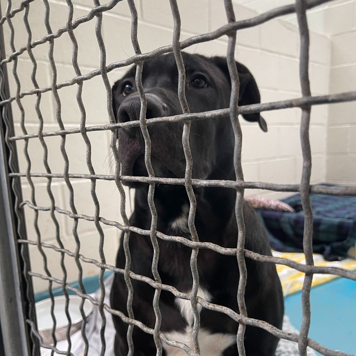 Understanding Municipal Dog Licences in BC - BC Pet Registry