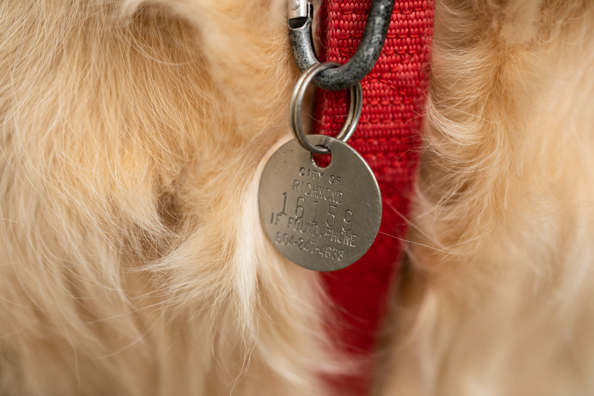 Understanding Municipal Dog Licences in BC - BC Pet Registry