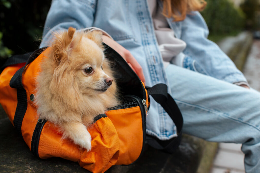 How to Keep Your Pets Safe During Disasters: An Emergency Preparedness ...