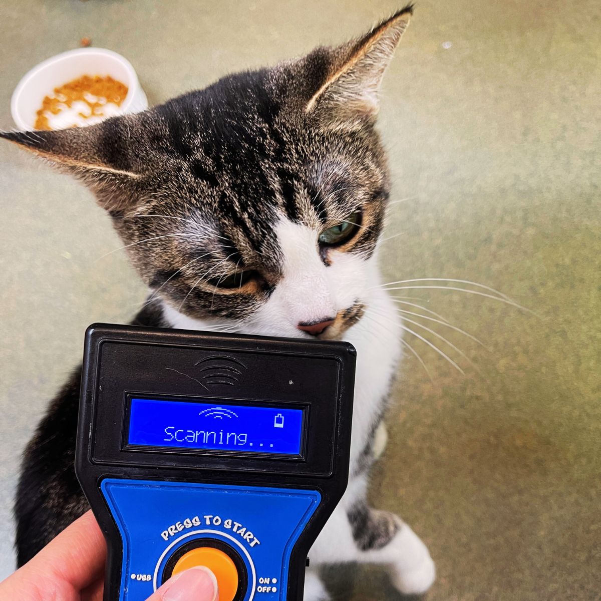 Microchip Lookup: A Vital Step in Pet Identification - BC Pet Registry
